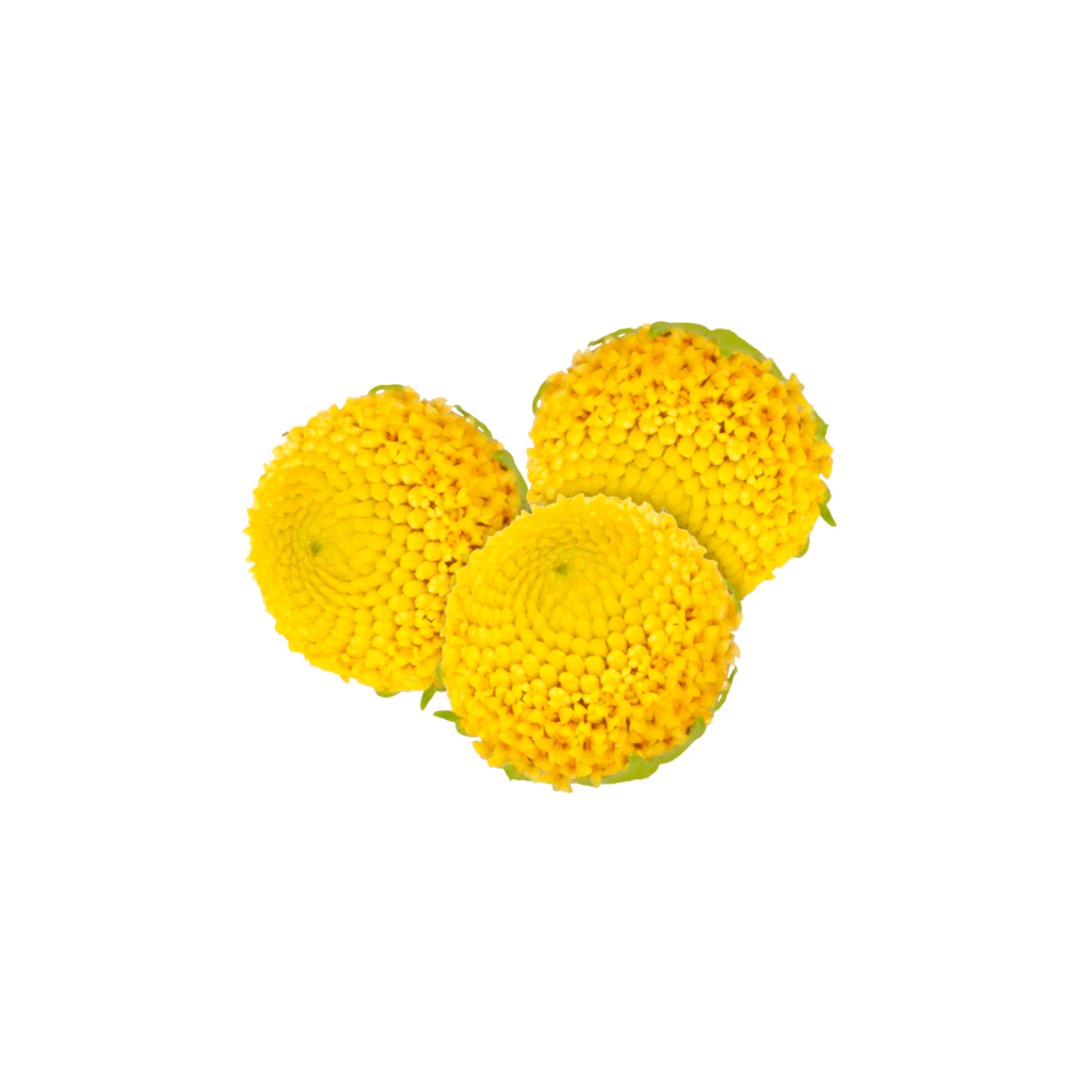 Sechuan Buttons | Tingling Edible Flower – LJH – LIM JOO HUAT ENTERPRISE