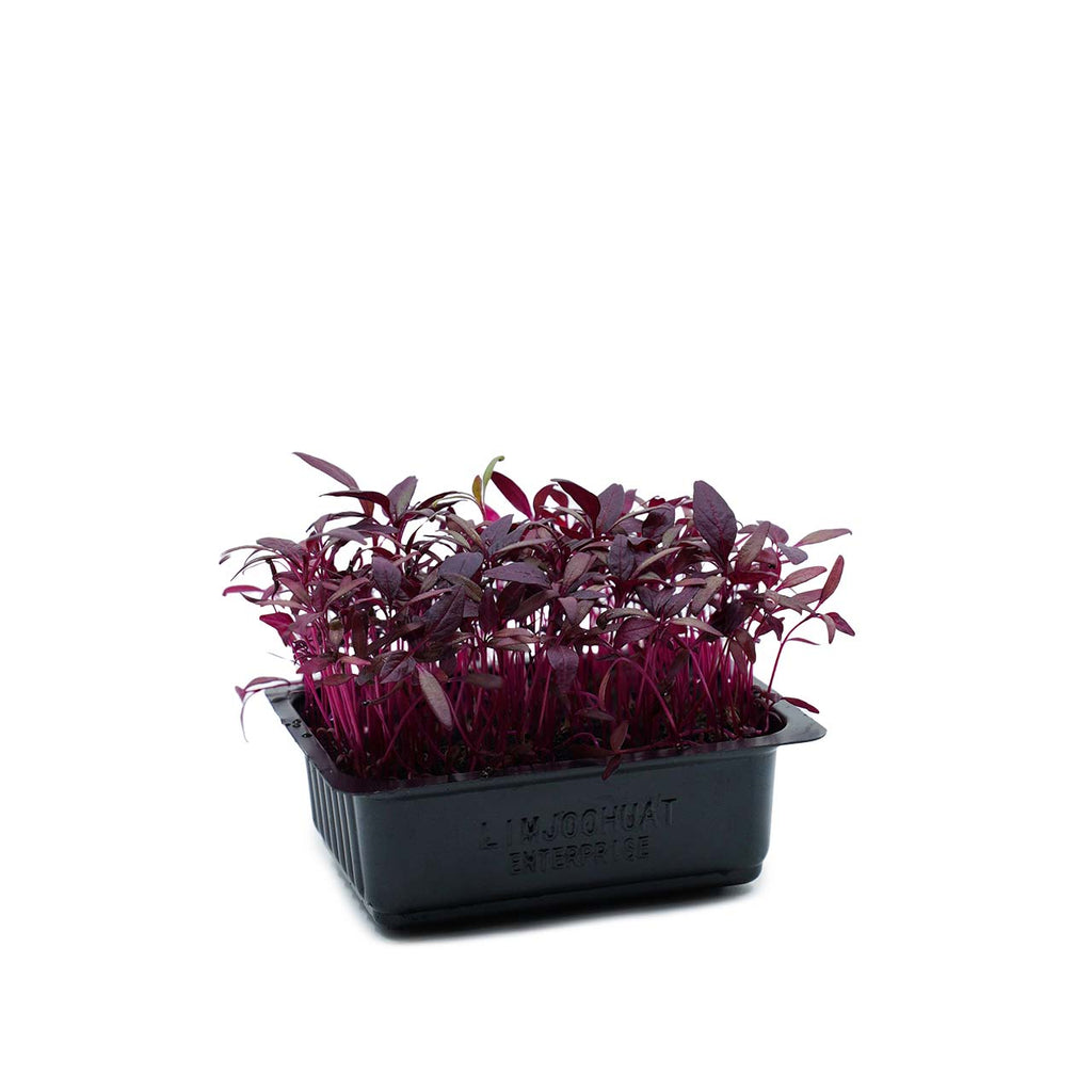 (AMR) AMARANTH RED CRESS MG – LIM JOO HUAT ENTERPRISE