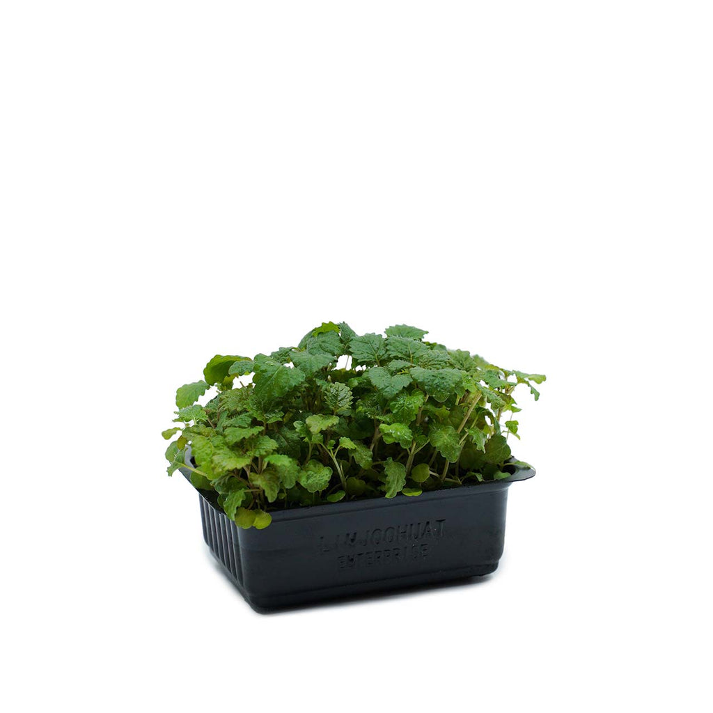 (LB) LEMON BALM CRESS MG – LIM JOO HUAT ENTERPRISE