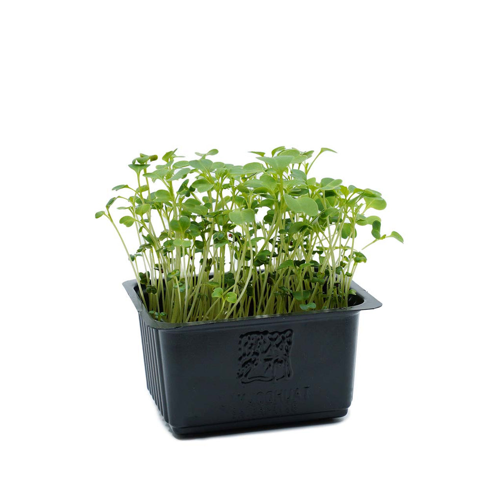 (BROC) MICROGREEN - BROCCOLI CRESS – LIM JOO HUAT ENTERPRISE