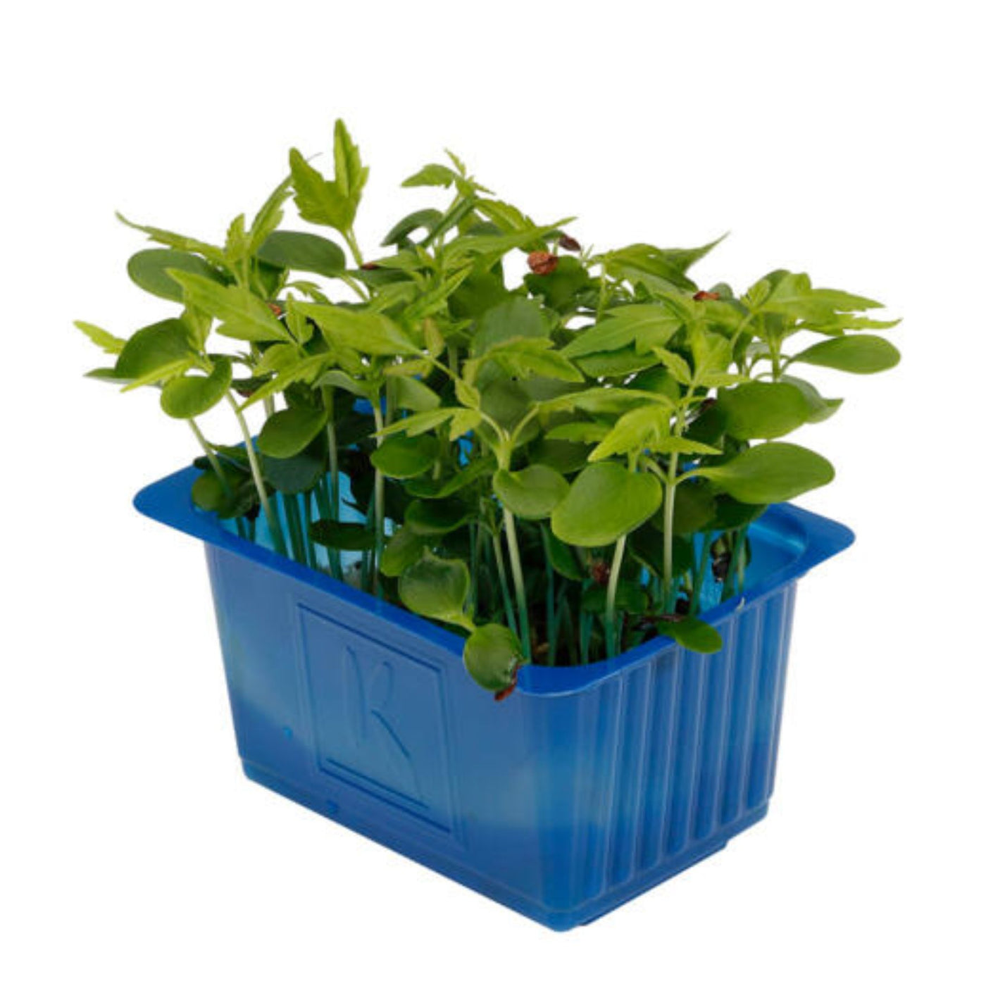 Tahoon Cress | Earthy Microgreen – Koppert Cress LJH – LIM JOO HUAT ...