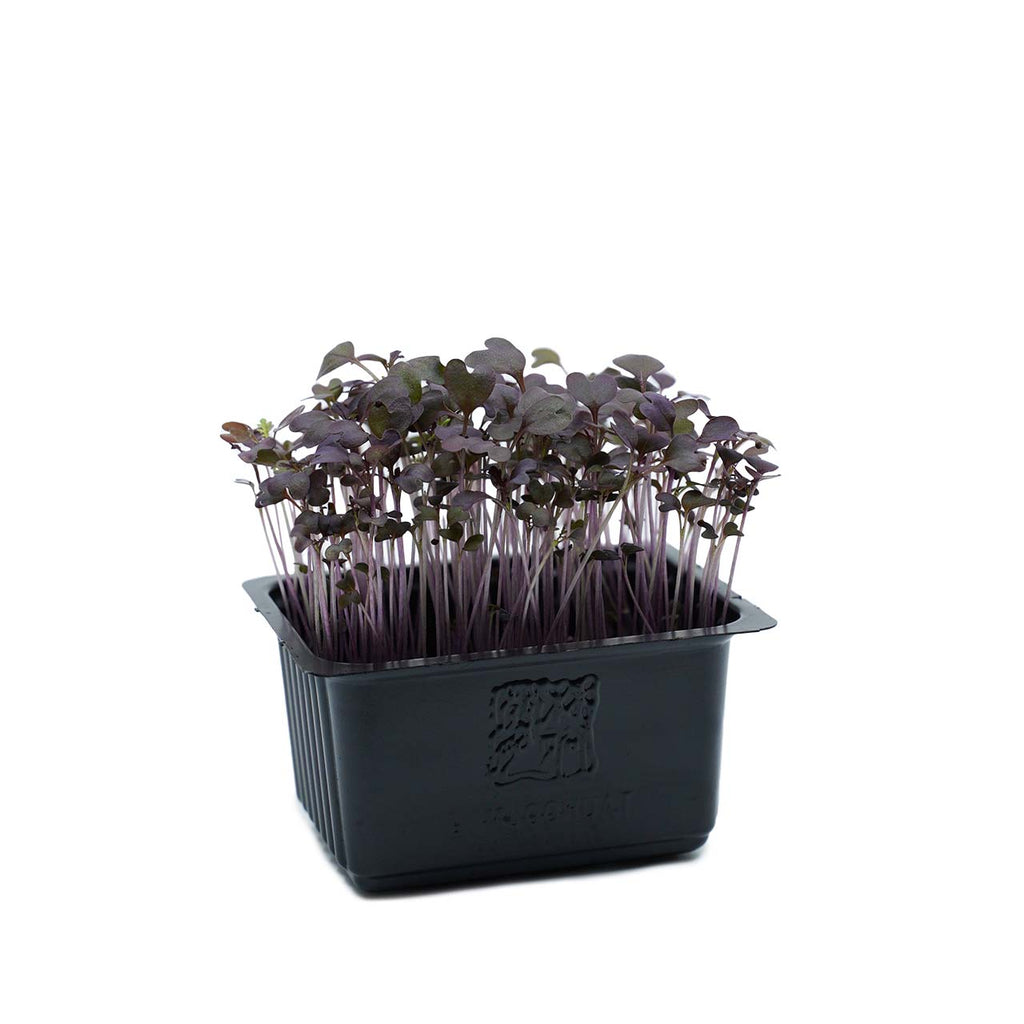 (MT.S) MUSTARD SCARLET / KYONA CRESS MG – LIM JOO HUAT ENTERPRISE