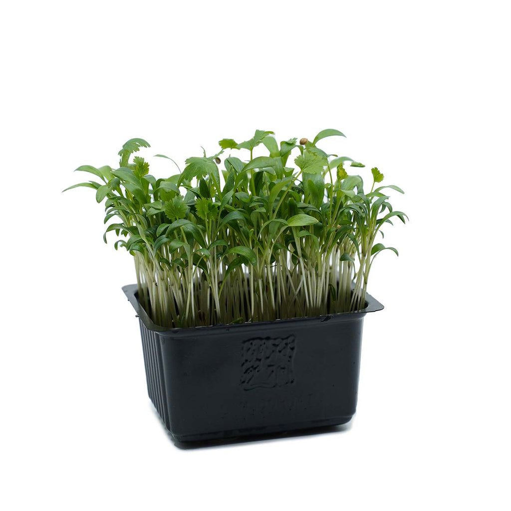 (CRD) GHOA / CORIANDER CRESS MG – LIM JOO HUAT ENTERPRISE