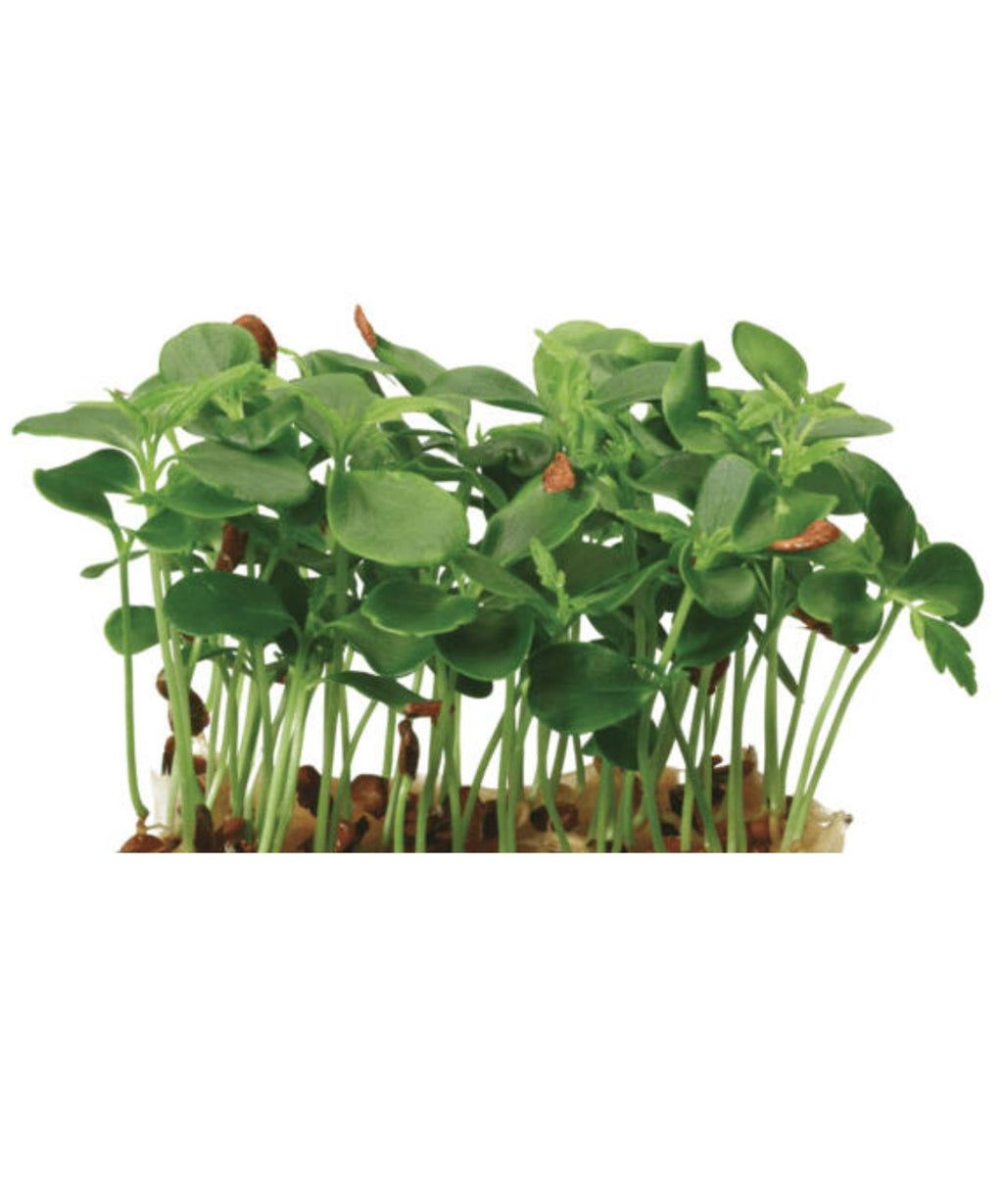 Tahoon Cress | Earthy Microgreen – Koppert Cress LJH – LIM JOO HUAT ...